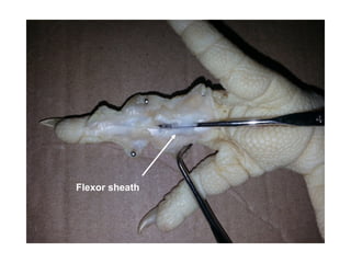 Flexor tendon repair in children training model | PPT