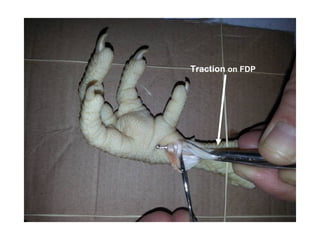 Flexor tendon repair in children training model | PPT