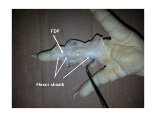 Flexor tendon repair in children training model | PPT