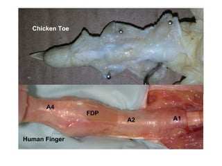 Flexor tendon repair in children training model | PPT