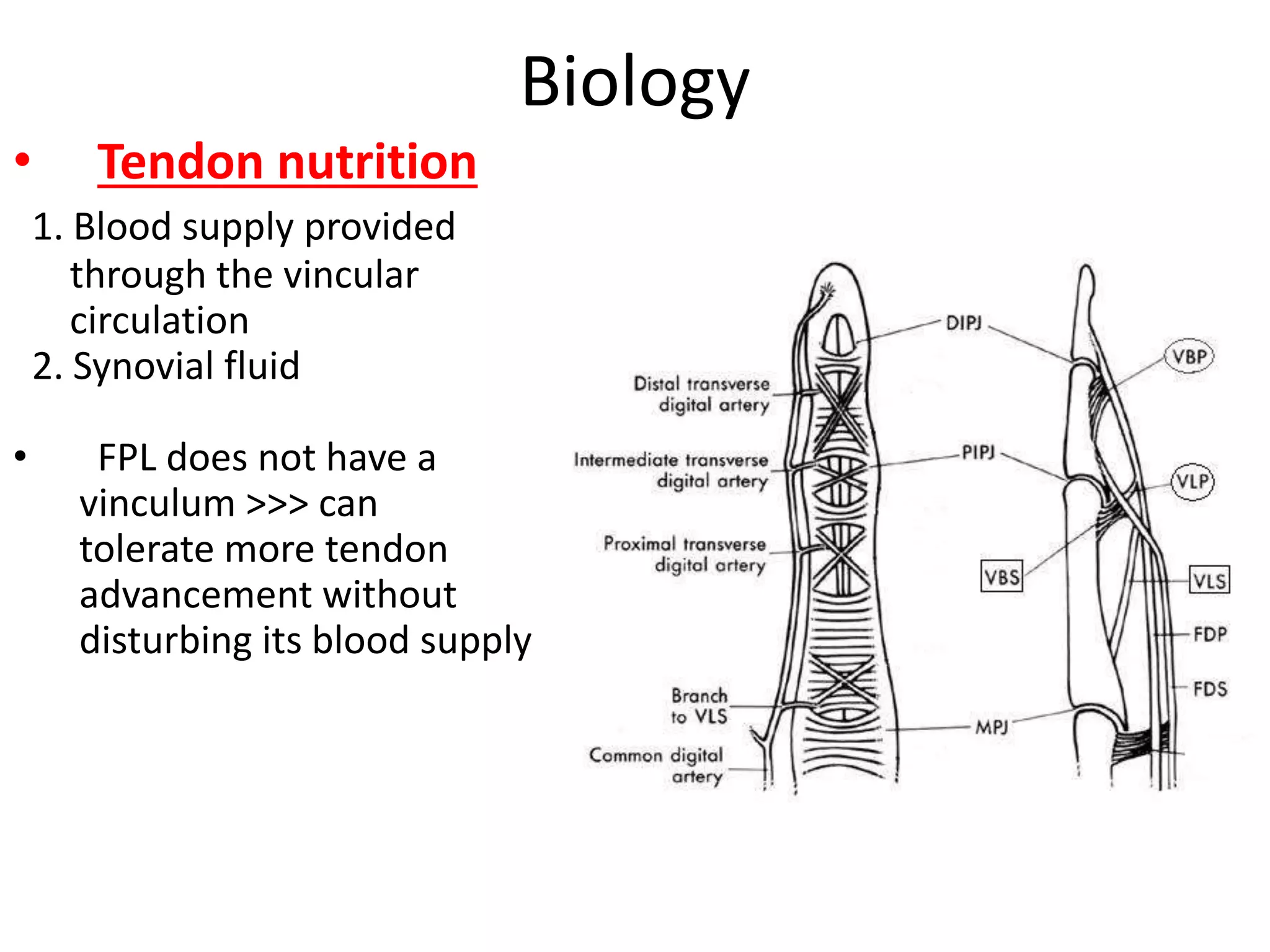 Flexor tendon surgery Review | PPTX