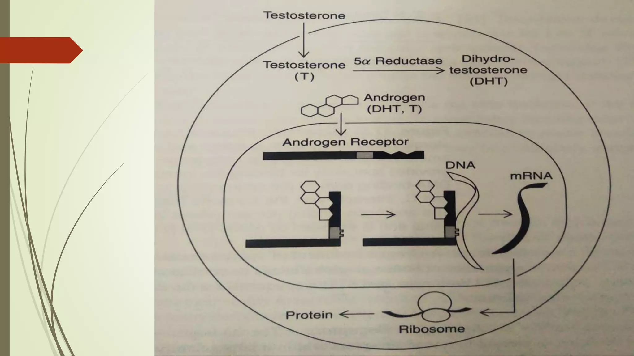 PHYSIOLOGICAL ACTION OF TESTES | PPT