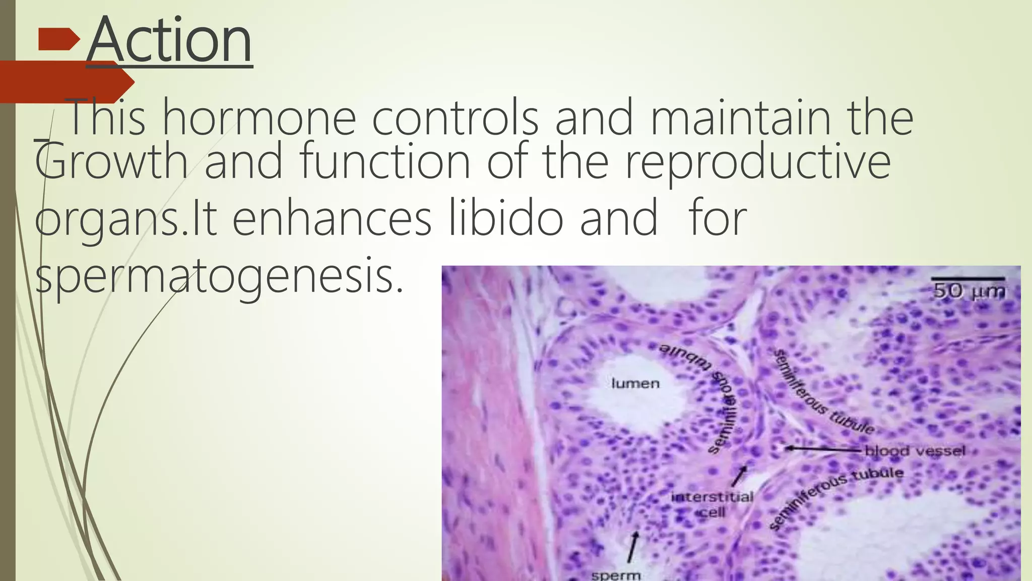PHYSIOLOGICAL ACTION OF TESTES | PPT
