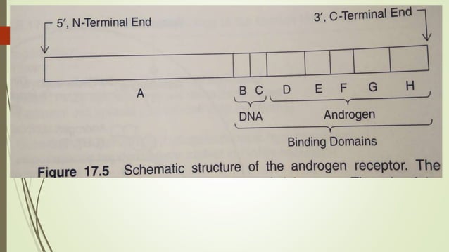PHYSIOLOGICAL ACTION OF TESTES | PPT