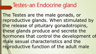 PHYSIOLOGICAL ACTION OF TESTES | PPT