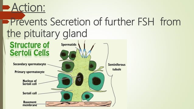 PHYSIOLOGICAL ACTION OF TESTES | PPT
