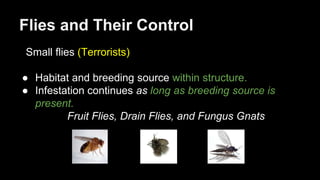Flies | PPTX