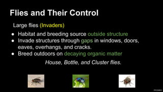 Flies | PPTX