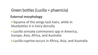 PPT ON FLIES AND MYIASIS MORPHOLOGY, AND MEDICAL IMPORTANCE | PPTX
