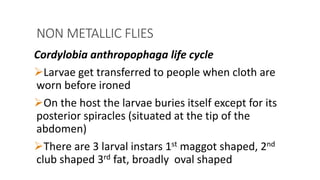 PPT ON FLIES AND MYIASIS MORPHOLOGY, AND MEDICAL IMPORTANCE | PPTX
