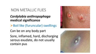 PPT ON FLIES AND MYIASIS MORPHOLOGY, AND MEDICAL IMPORTANCE | PPTX