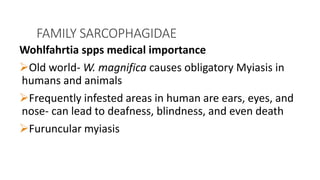PPT ON FLIES AND MYIASIS MORPHOLOGY, AND MEDICAL IMPORTANCE | PPTX