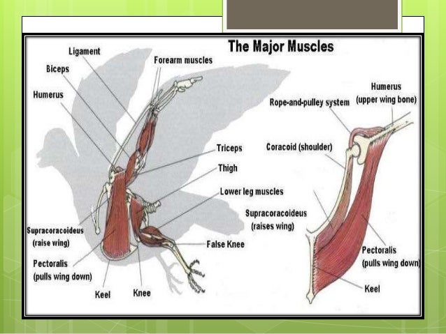 Adaptation for flight in birds