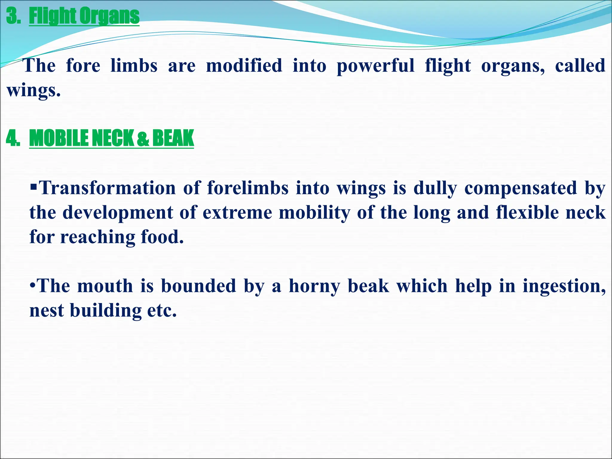 Flight-Adaptation-in-Birds.ppt