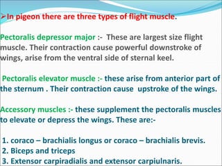 Flight-Adaptation-in-Birds.ppt