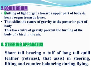 Flight-Adaptation-in-Birds.ppt