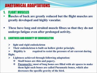 Flight-Adaptation-in-Birds.ppt