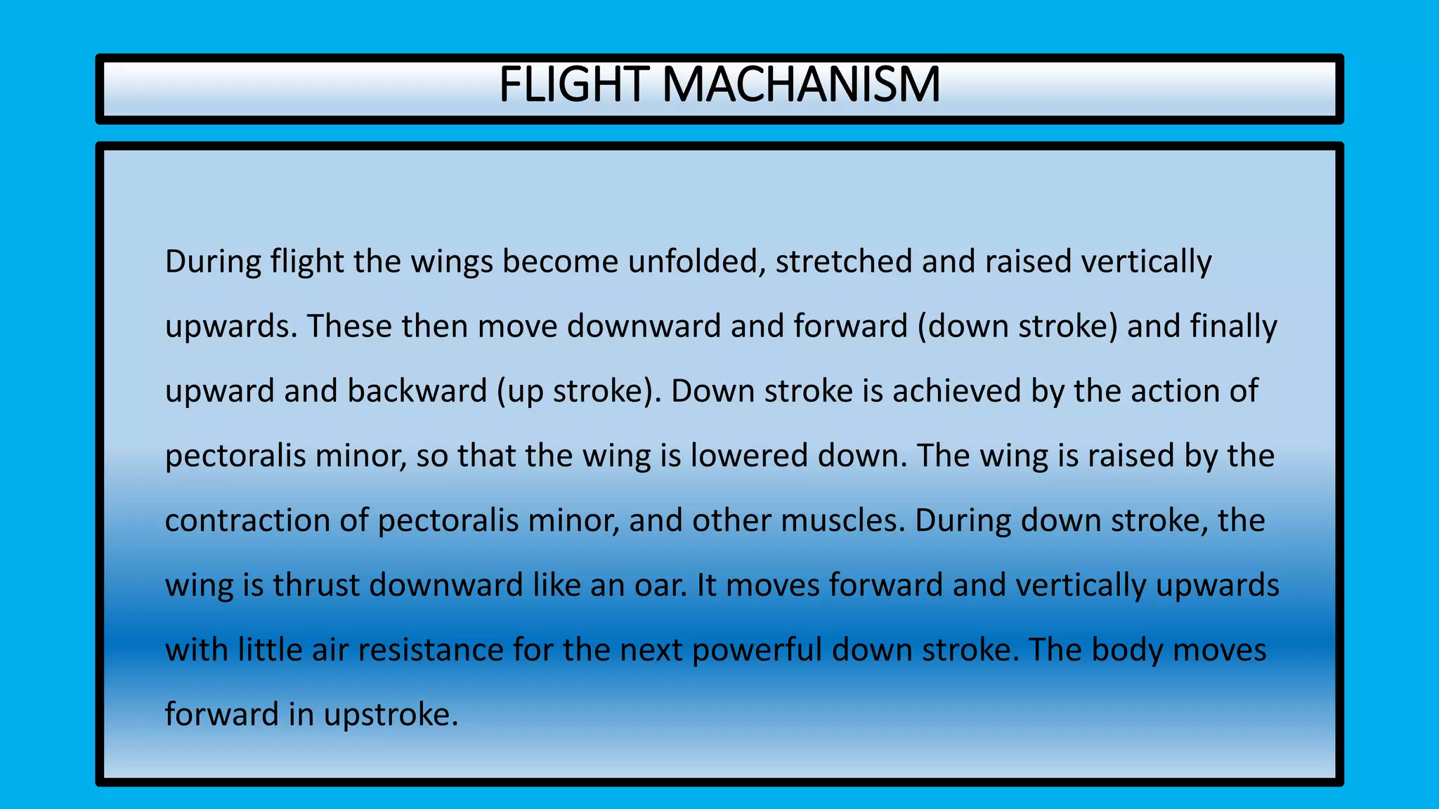 Flight adaptation | PPTX