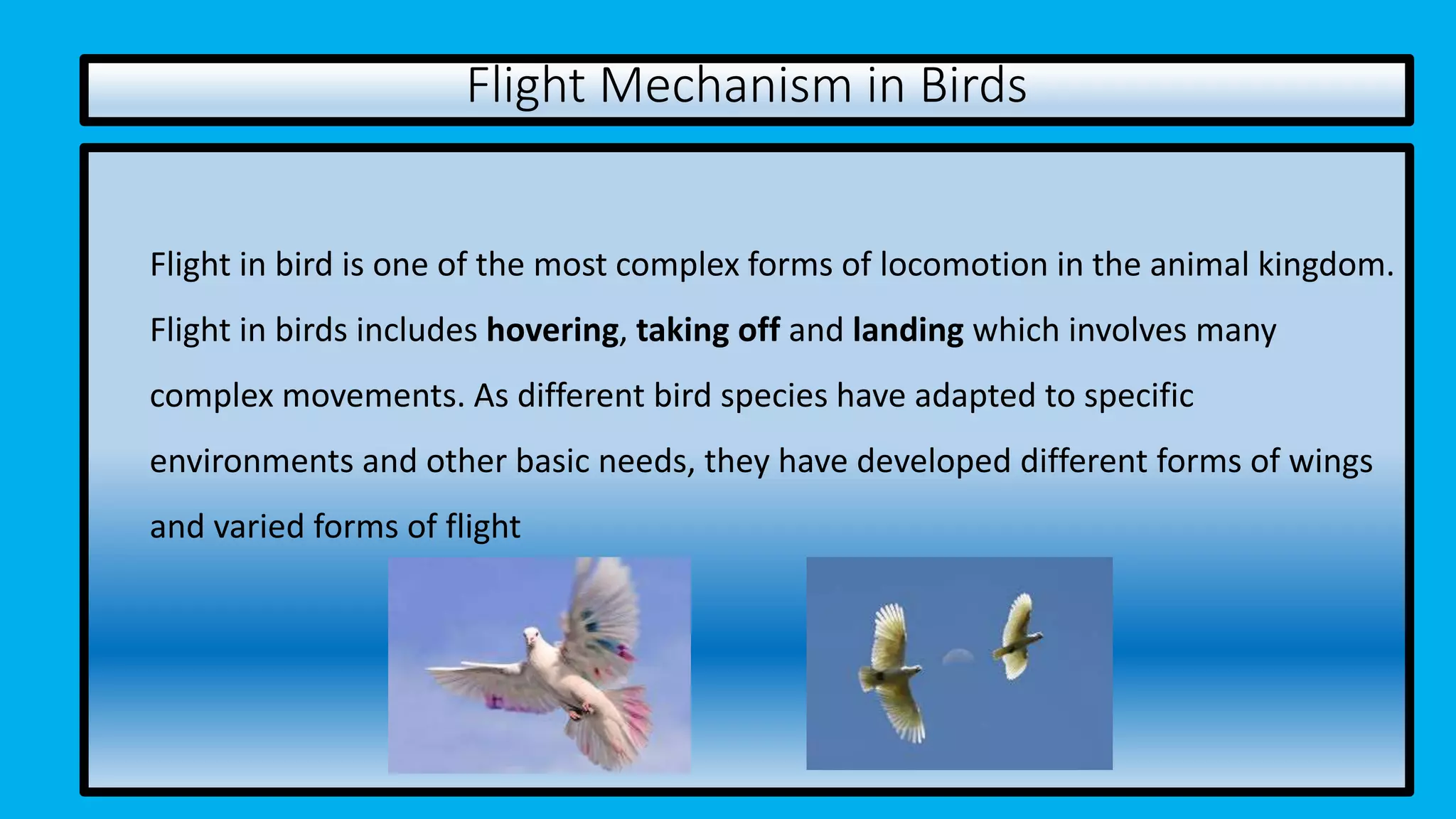 Flight adaptation | PPTX