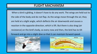 Flight adaptation | PPTX
