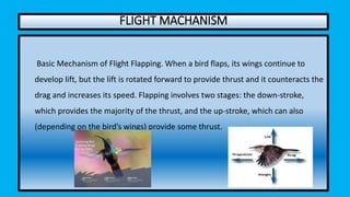 Flight adaptation | PPTX