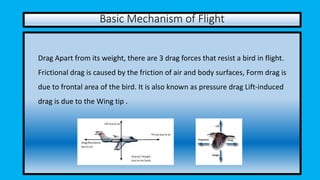 Flight adaptation | PPTX