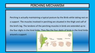 Flight adaptation | PPTX
