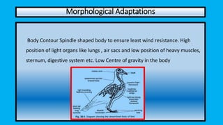Flight adaptation | PPTX