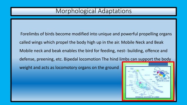 Flight adaptation | PPT