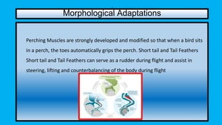 Flight adaptation | PPTX