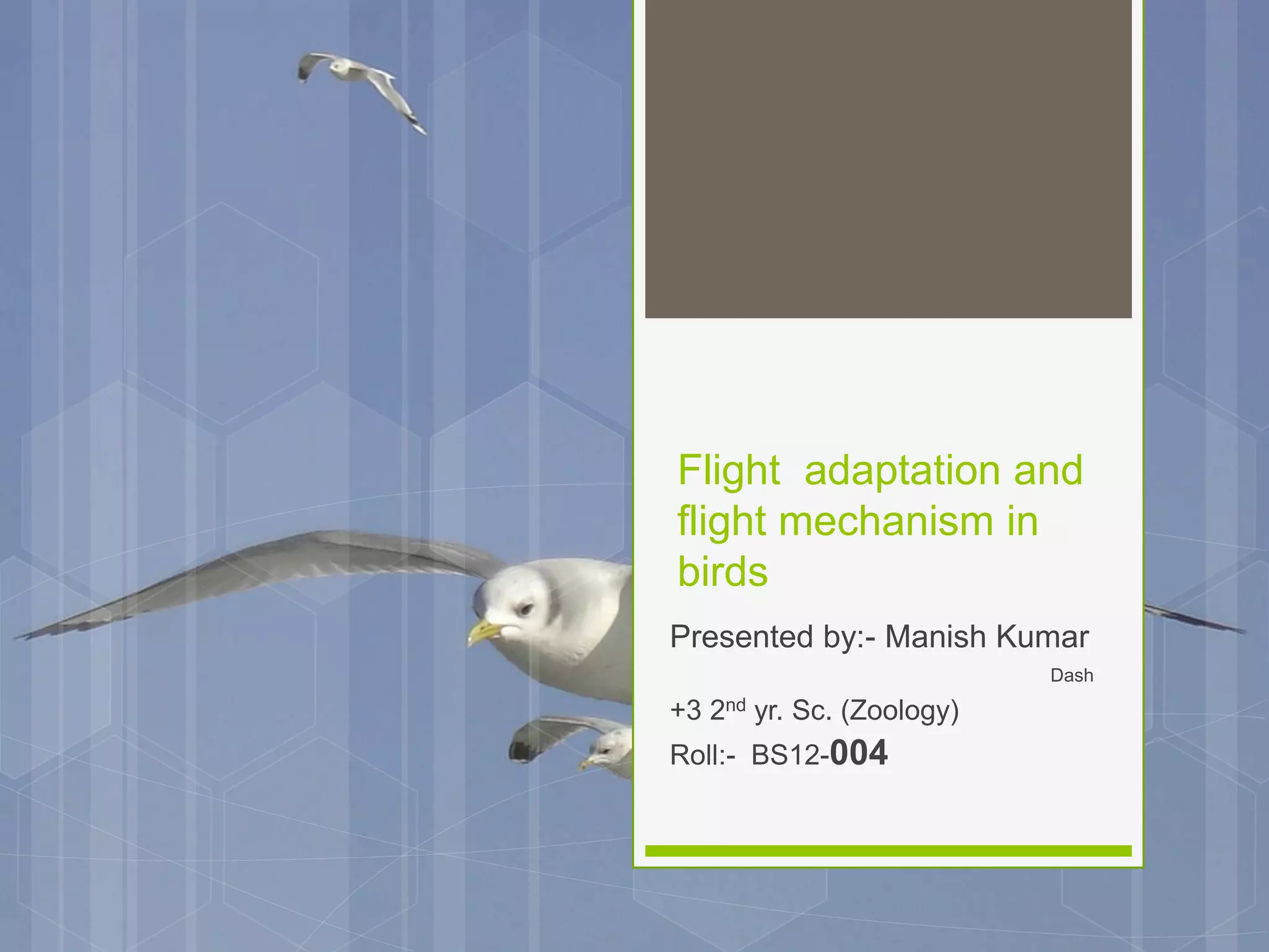 Flight adaptation and Mechanism Of Flight in Birds. | PPTX