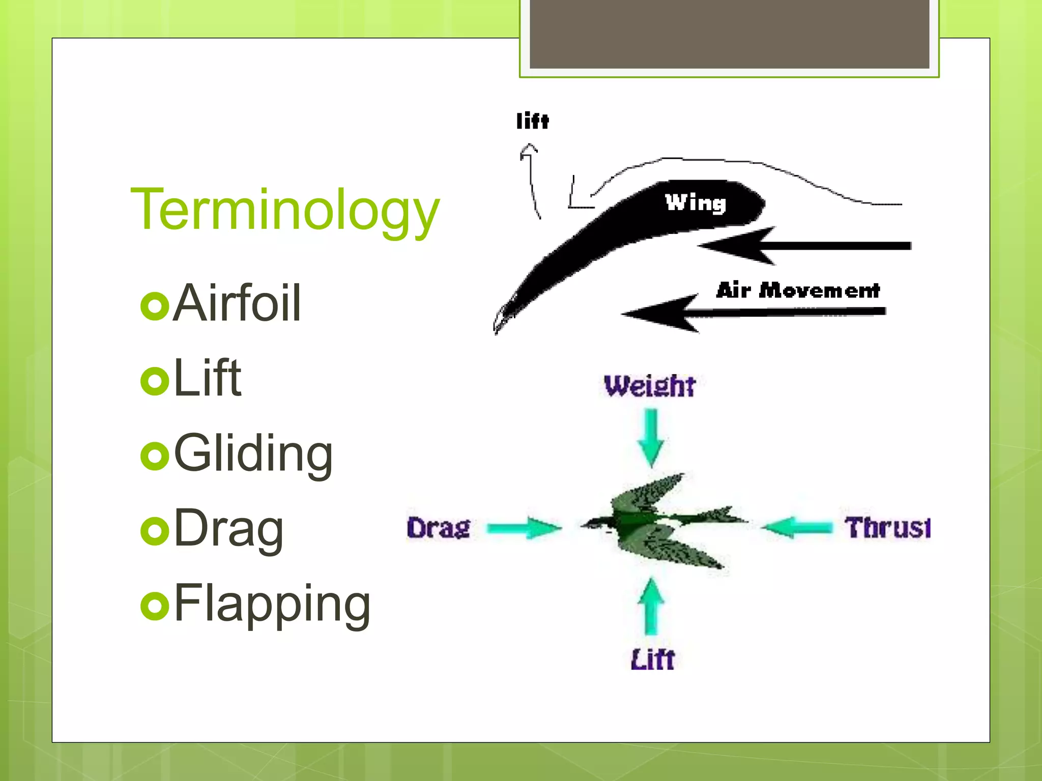 Flight adaptation and Mechanism Of Flight in Birds. | PPTX