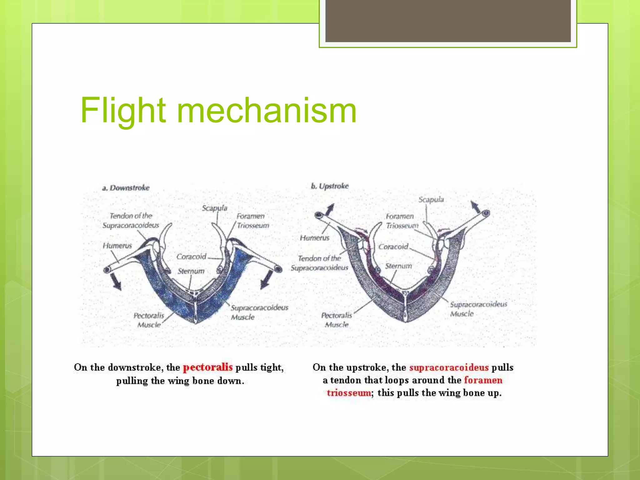 Flight adaptation and Mechanism Of Flight in Birds. | PPTX