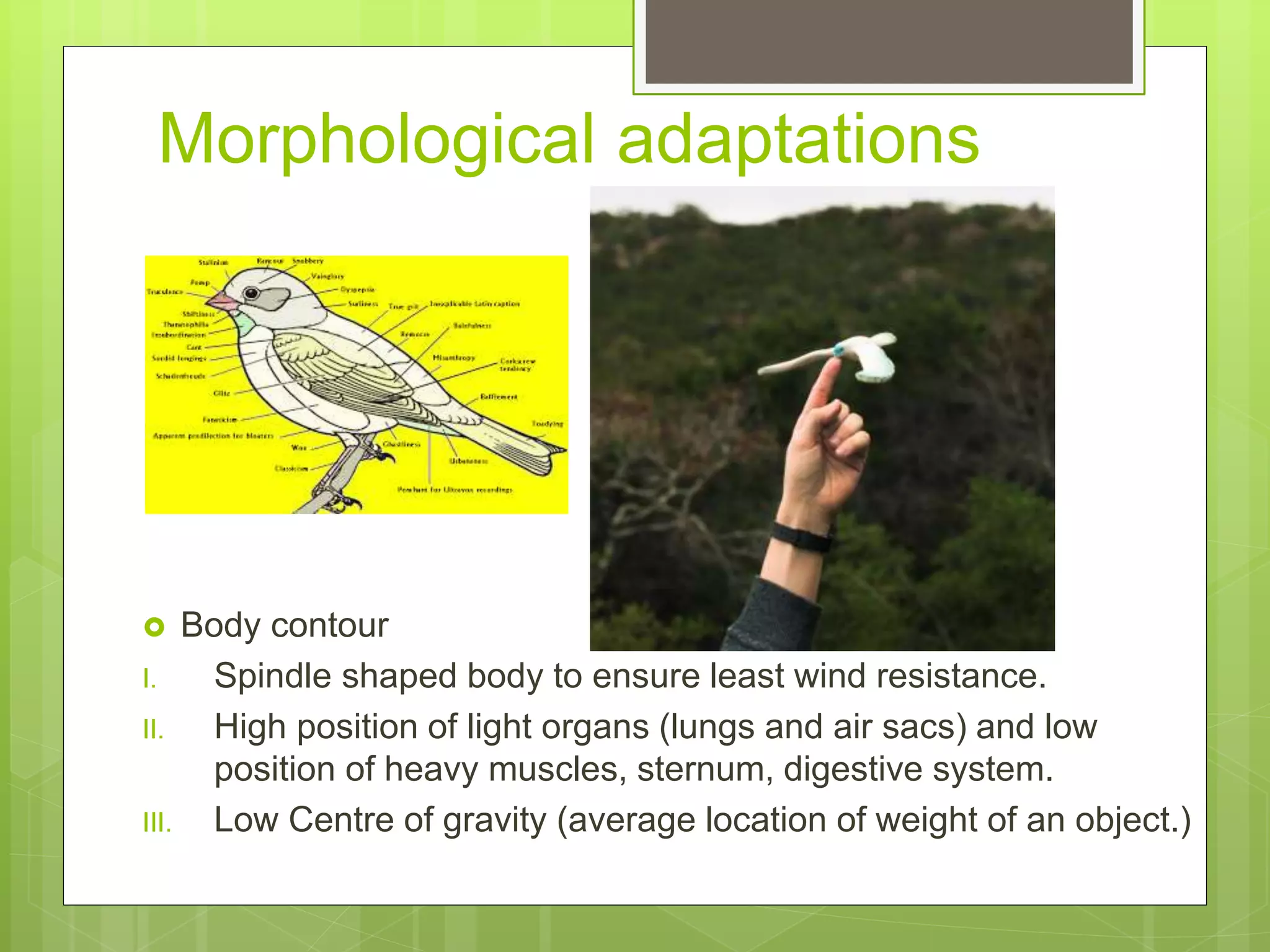 Flight adaptation and Mechanism Of Flight in Birds. | PPTX