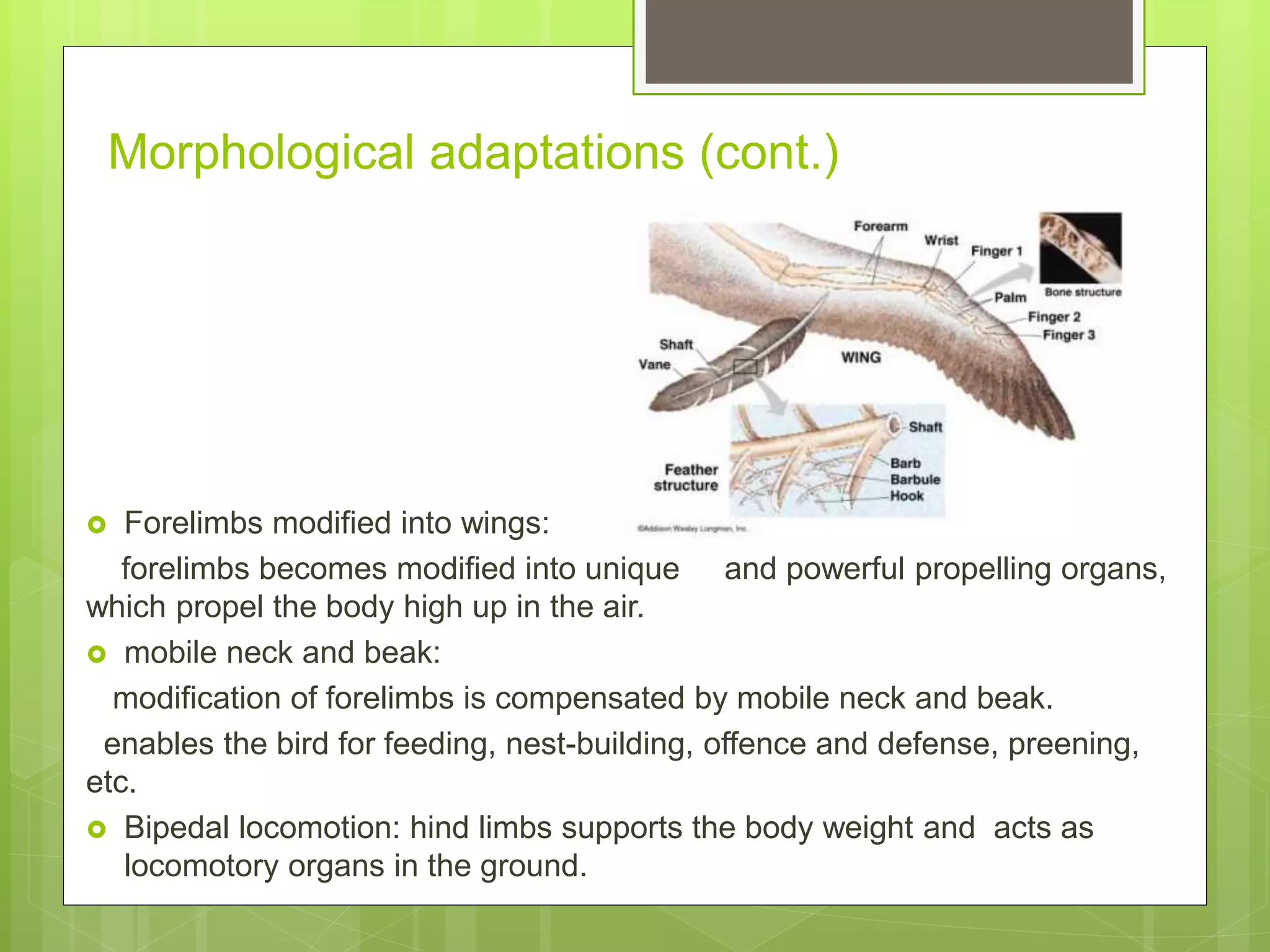 Flight adaptation and Mechanism Of Flight in Birds. | PPTX
