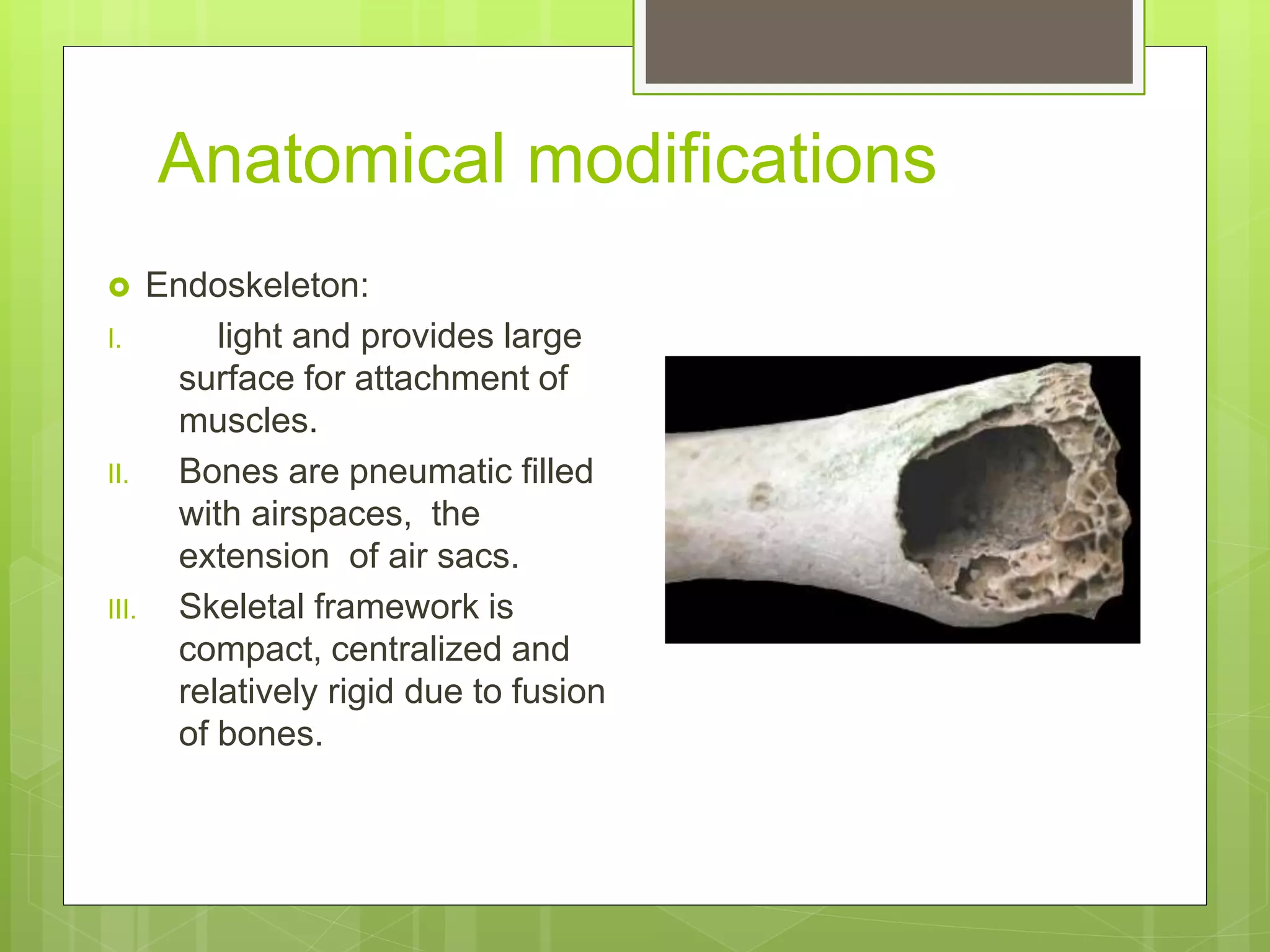 Flight adaptation and Mechanism Of Flight in Birds. | PPTX