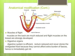 Flight adaptation and Mechanism Of Flight in Birds. | PPTX