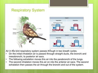 Flight adaptation and Mechanism Of Flight in Birds. | PPTX