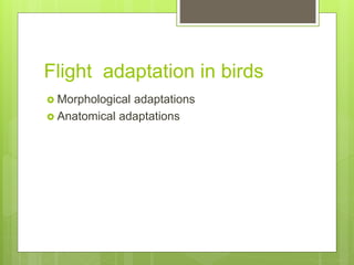 Flight adaptation and Mechanism Of Flight in Birds. | PPTX