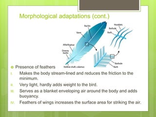 Flight adaptation and Mechanism Of Flight in Birds. | PPTX