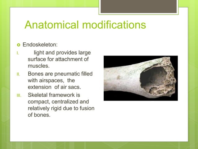 Flight adaptation and Mechanism Of Flight in Birds. | PPTX | Birds | Pets