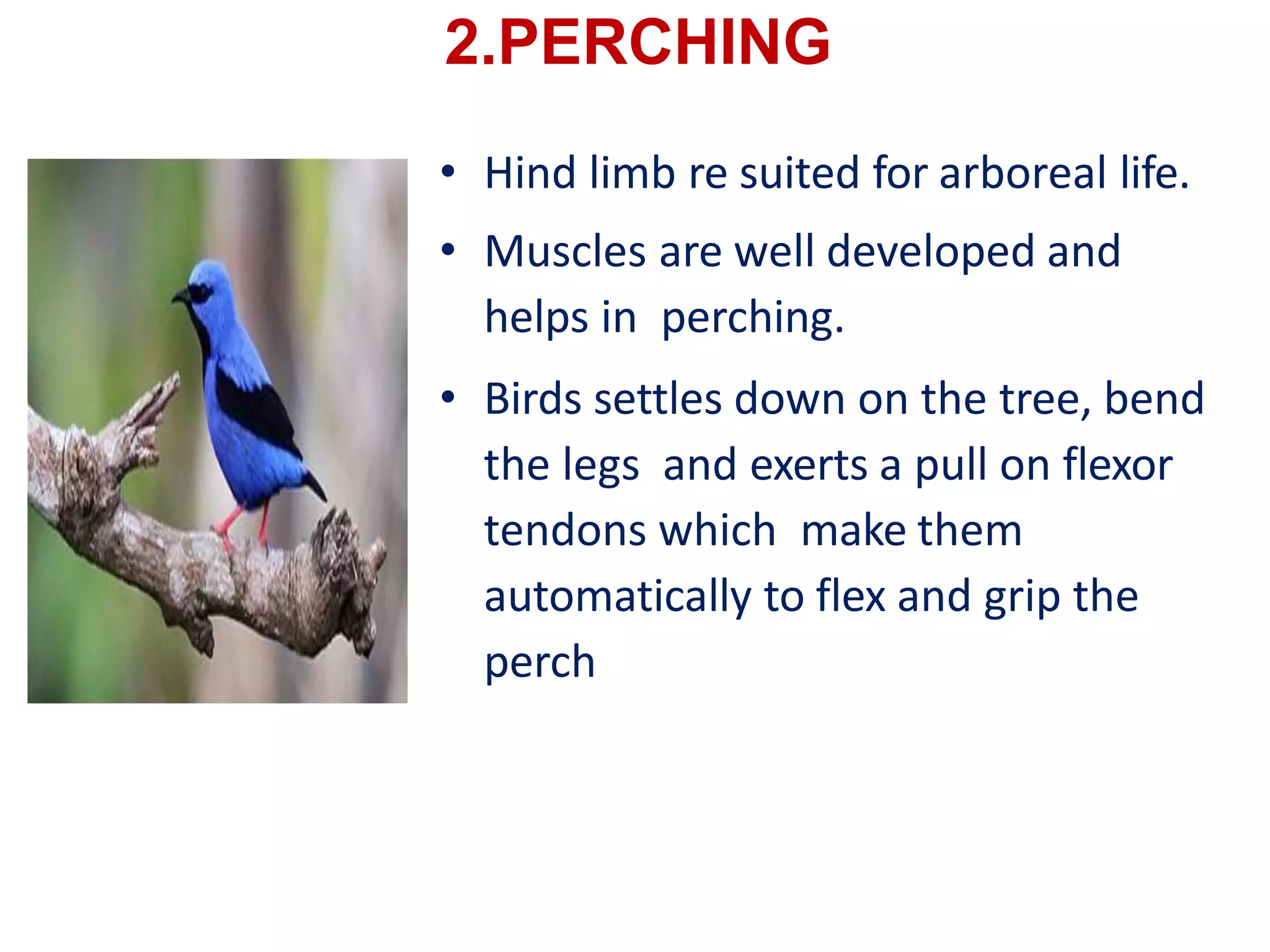 Flight adaptations | PPT