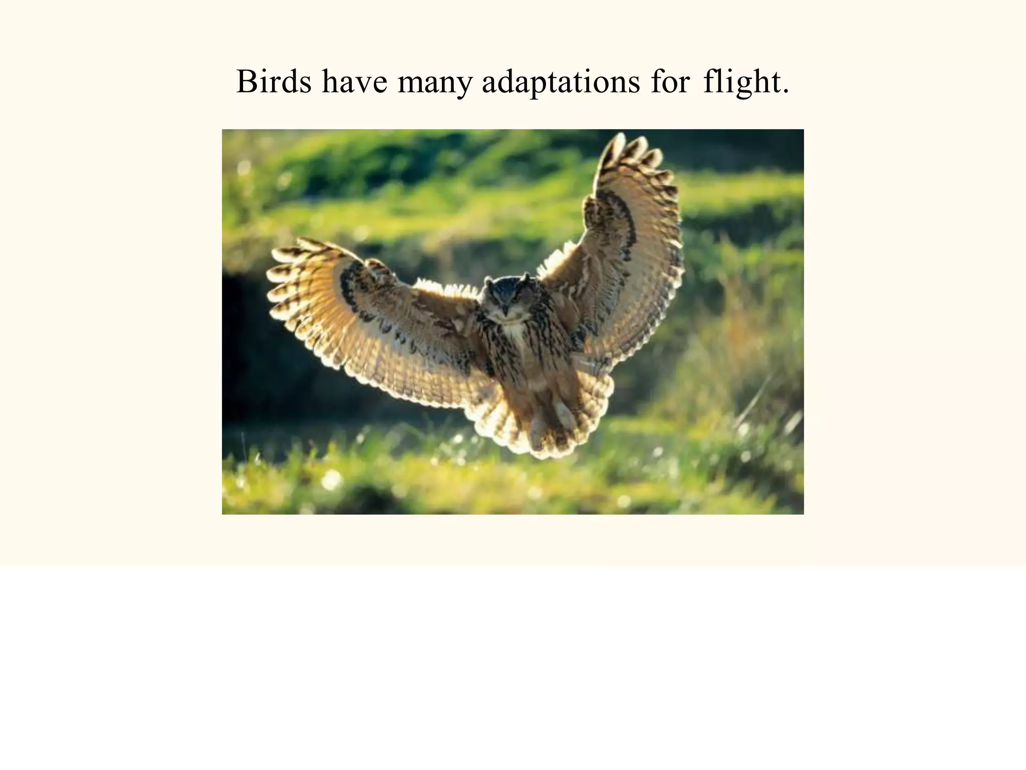 Flight adaptations | PPTX