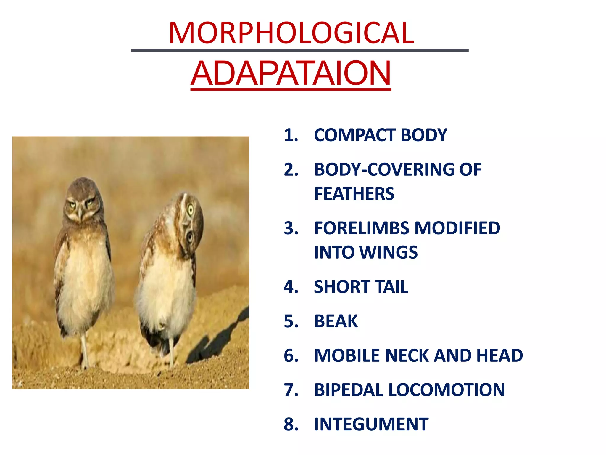 Flight adaptations | PPTX