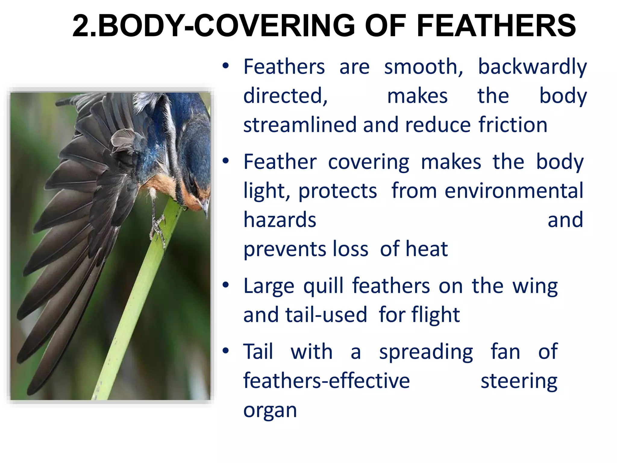 Flight adaptations | PPTX