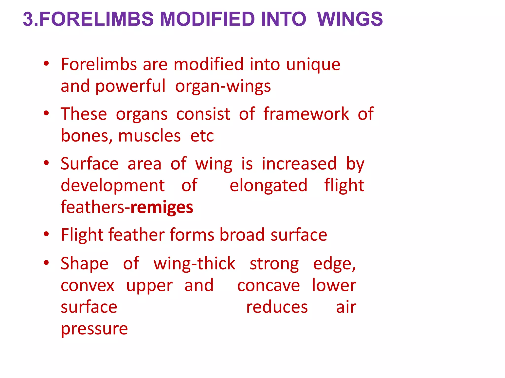 Flight adaptations | PPTX
