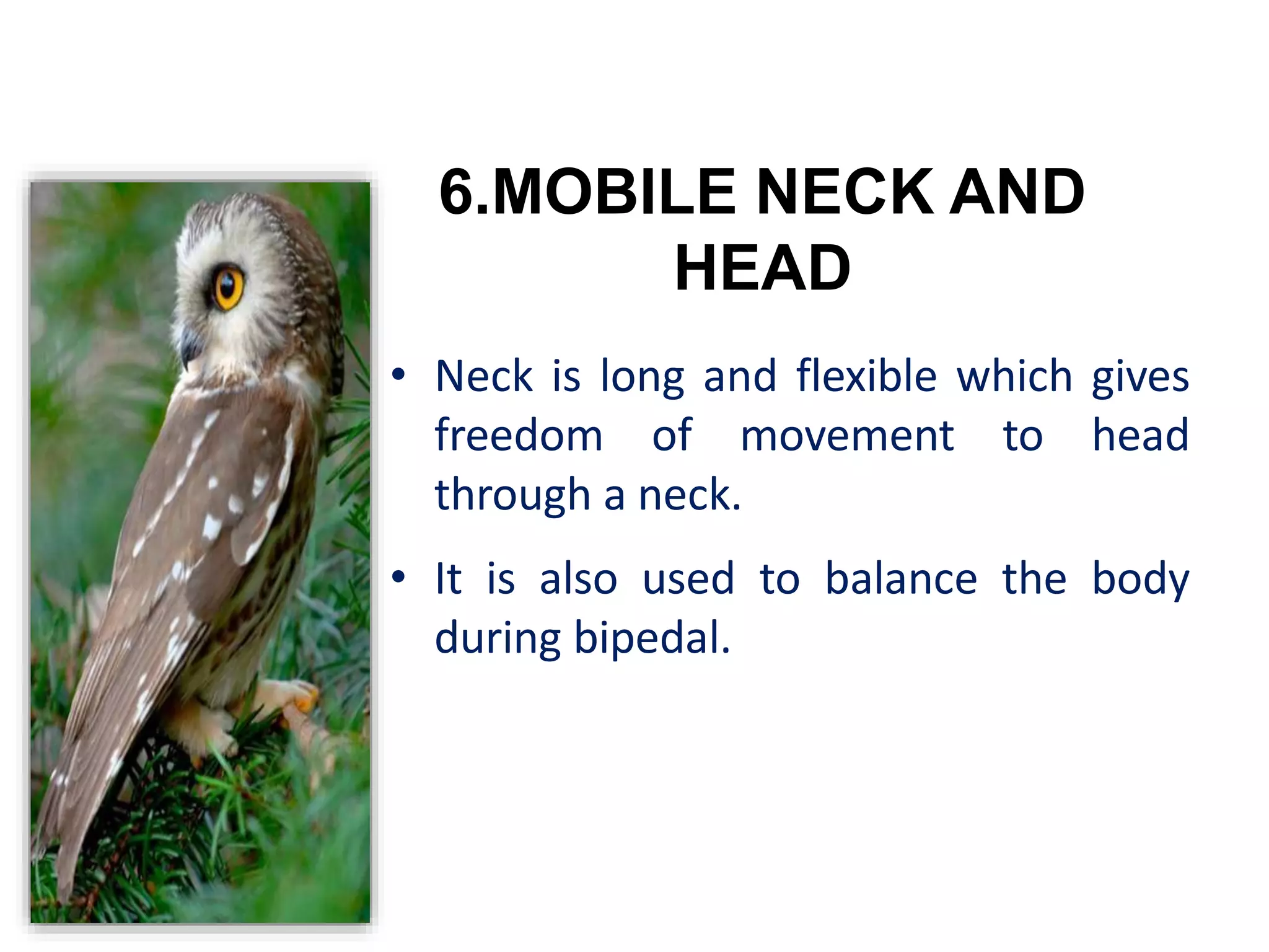 Flight adaptations | PPTX