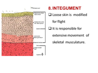 Flight adaptations | PPT