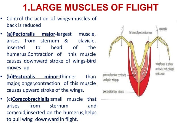 Flight adaptations | PPT