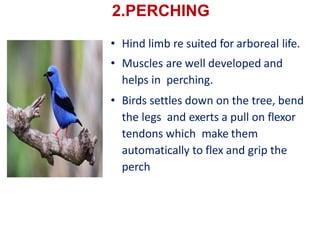 Flight adaptations | PPT